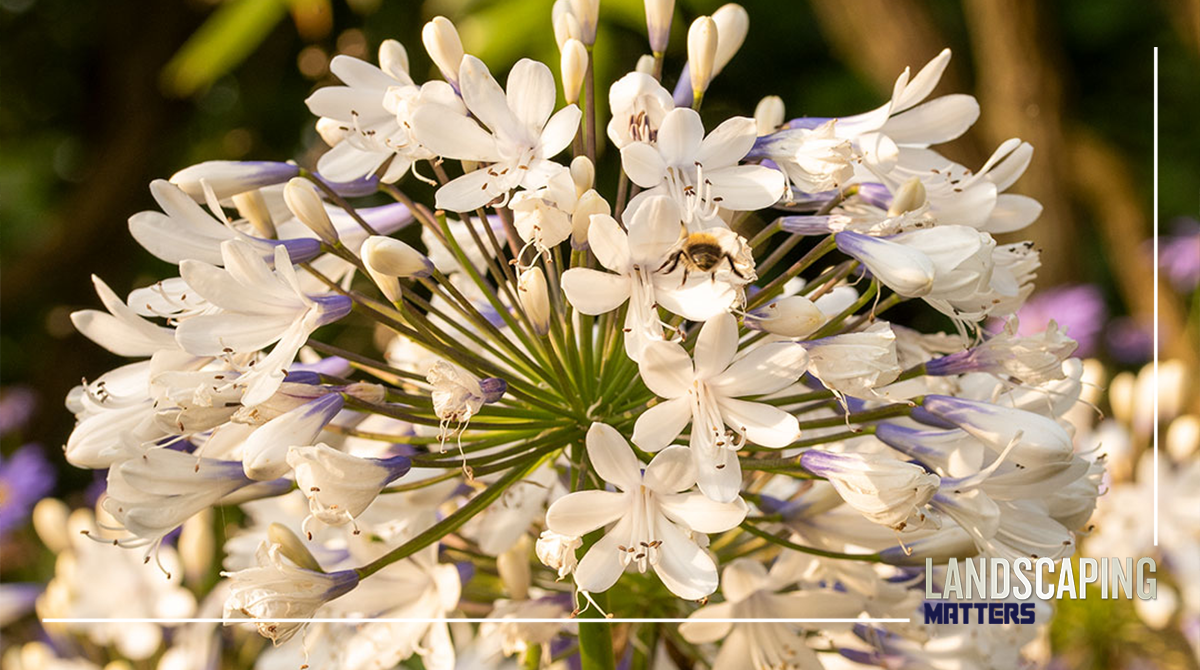 40 plants discounted for every 40th year of Barnsdale - Landscaping Matters