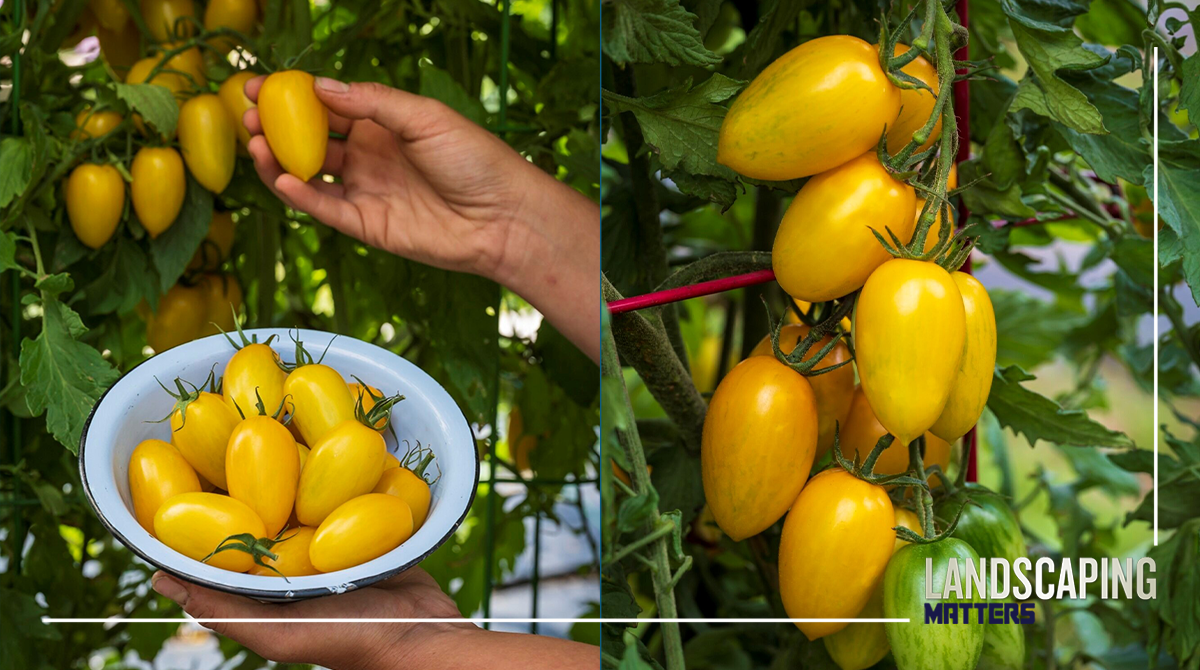 Tomato 'Bliss' that you won't want to miss! - Landscaping Matters