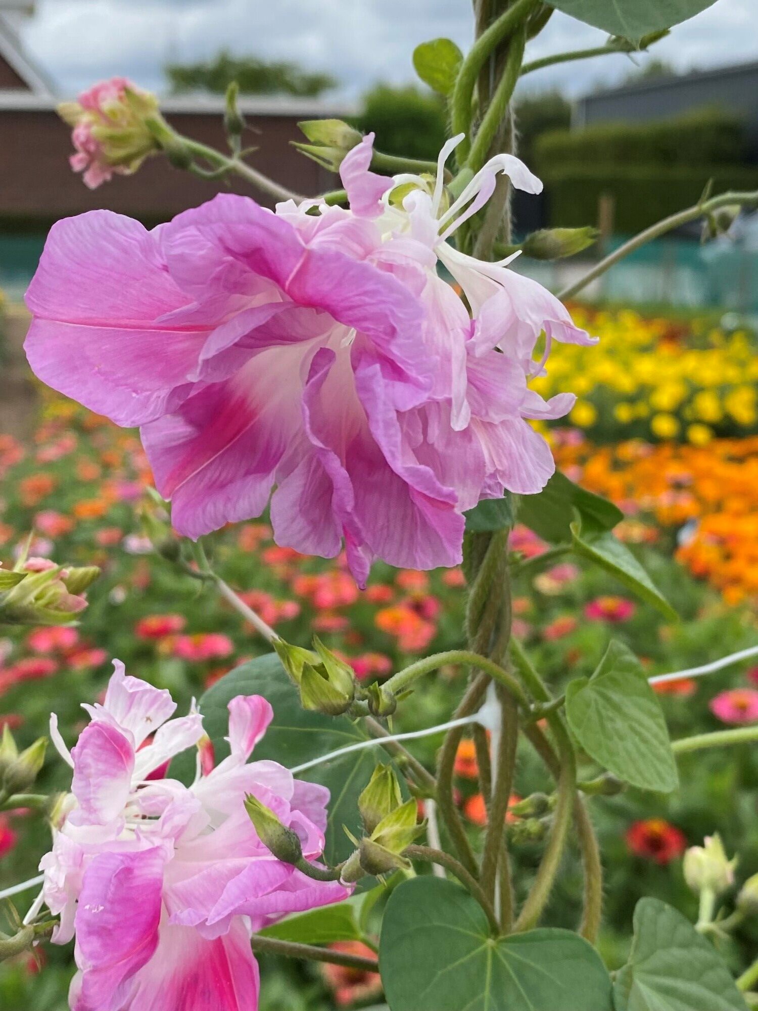 New Ipomoea ‘TuTu’…it’s too beautiful! - Landscaping Matters