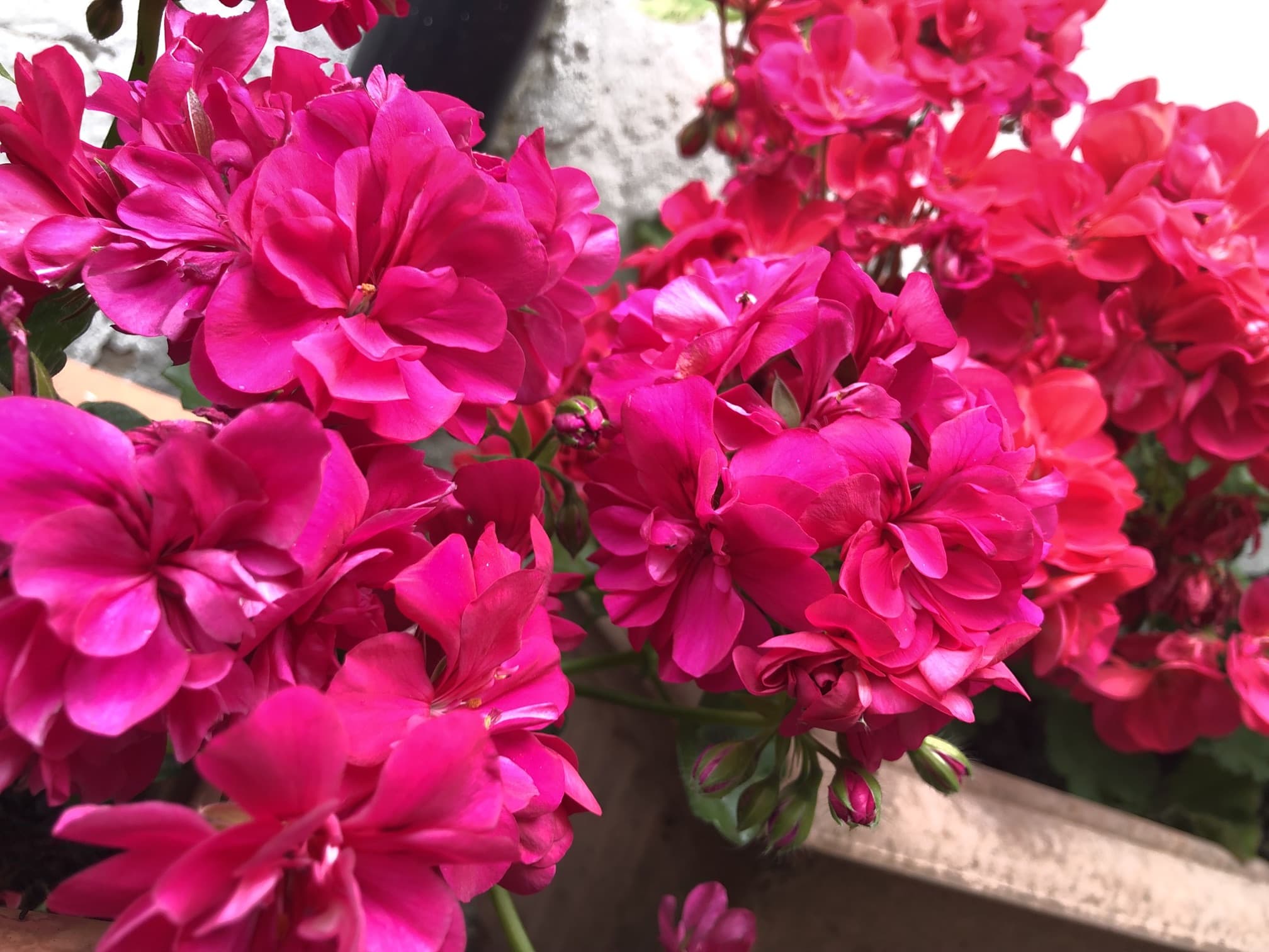 Pantone’s Colour of the Year is an important reference in the world of ...