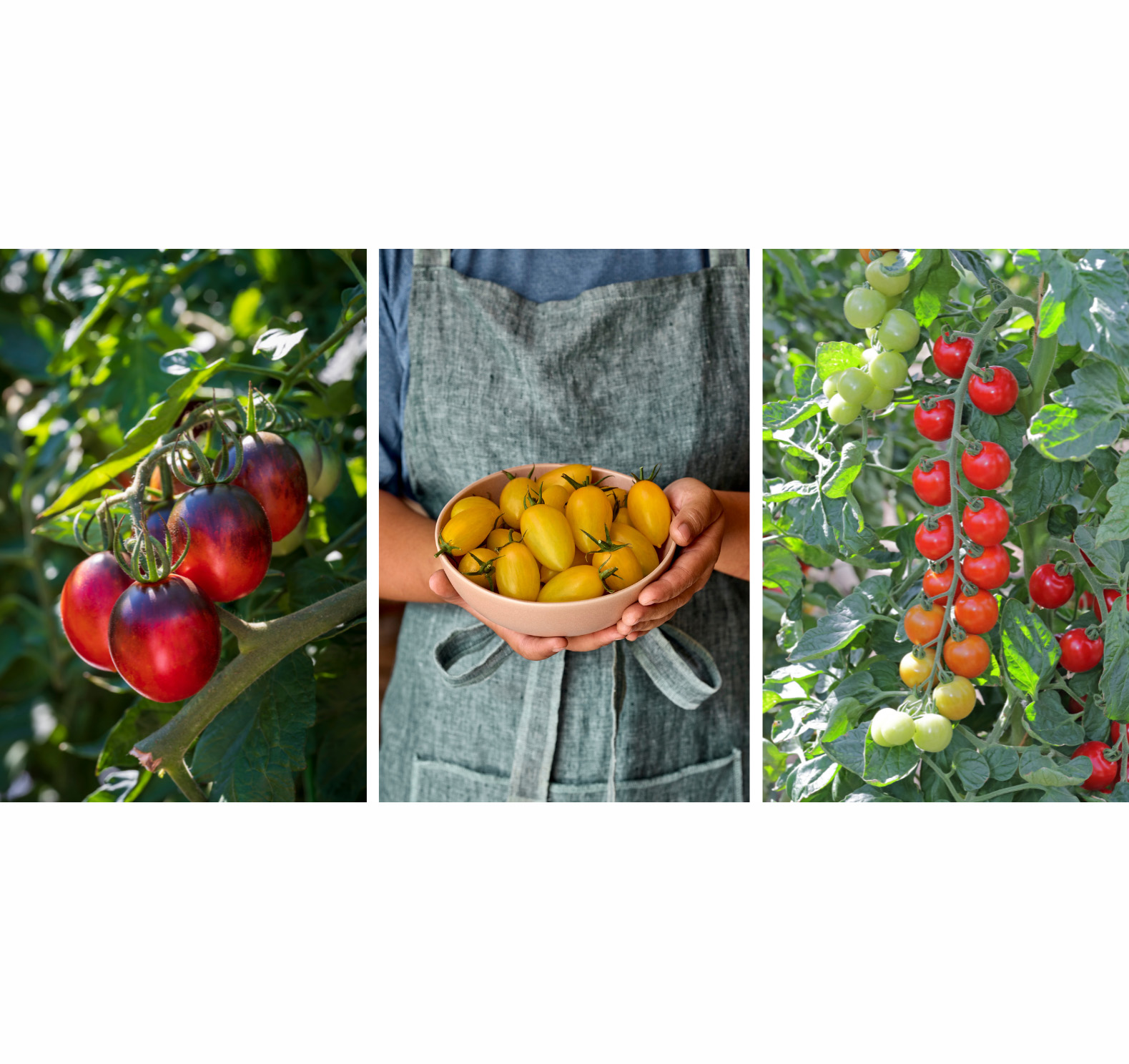 British Tomato Fortnight New varieties to sow next year! - Landscaping ...