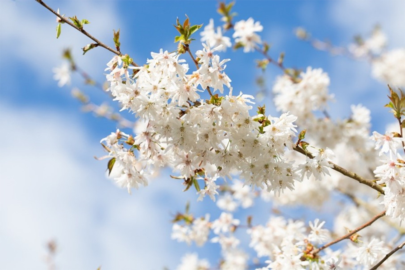 Ornamental cherry wins RHS Chelsea Plant of the Year - Landscaping ...